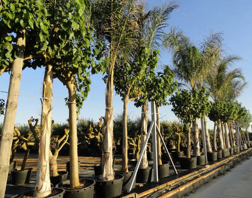 Cómo Cuidar de tu Morera Árbol (Morus Alba): Qué Debes Saber