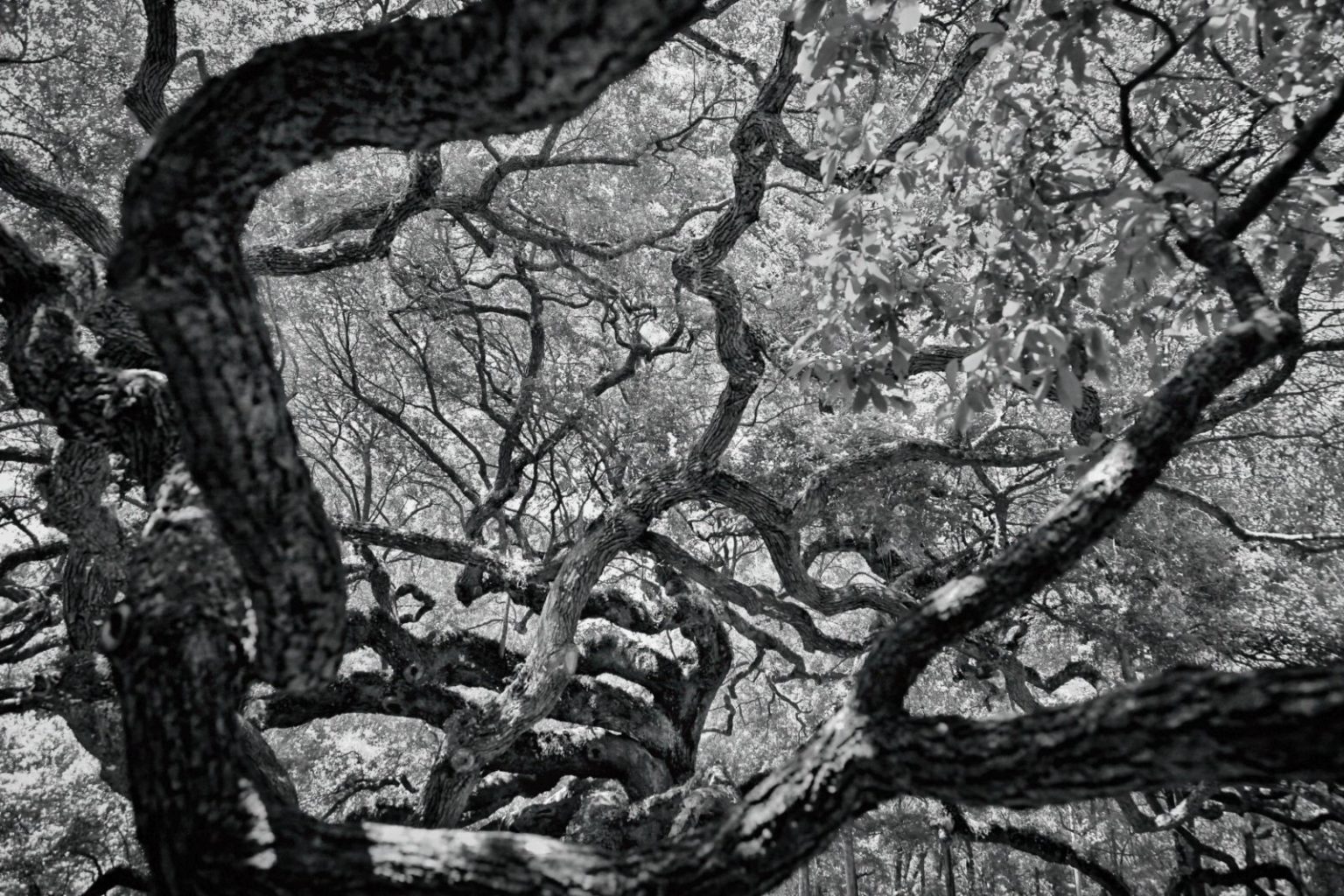 Cómo Plantar una Encina en Casa en Maceta o en Suelo