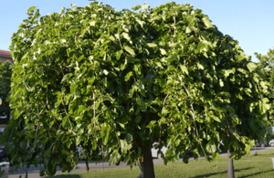 Cómo Cuidar de tu Morera Árbol (Morus Alba): Qué Debes Saber
