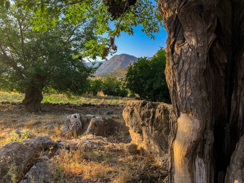Cómo Cuidar de tu Morera Árbol (Morus Alba): Qué Debes Saber