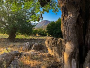 Cómo Cuidar de tu Morera Árbol (Morus Alba): Qué Debes Saber