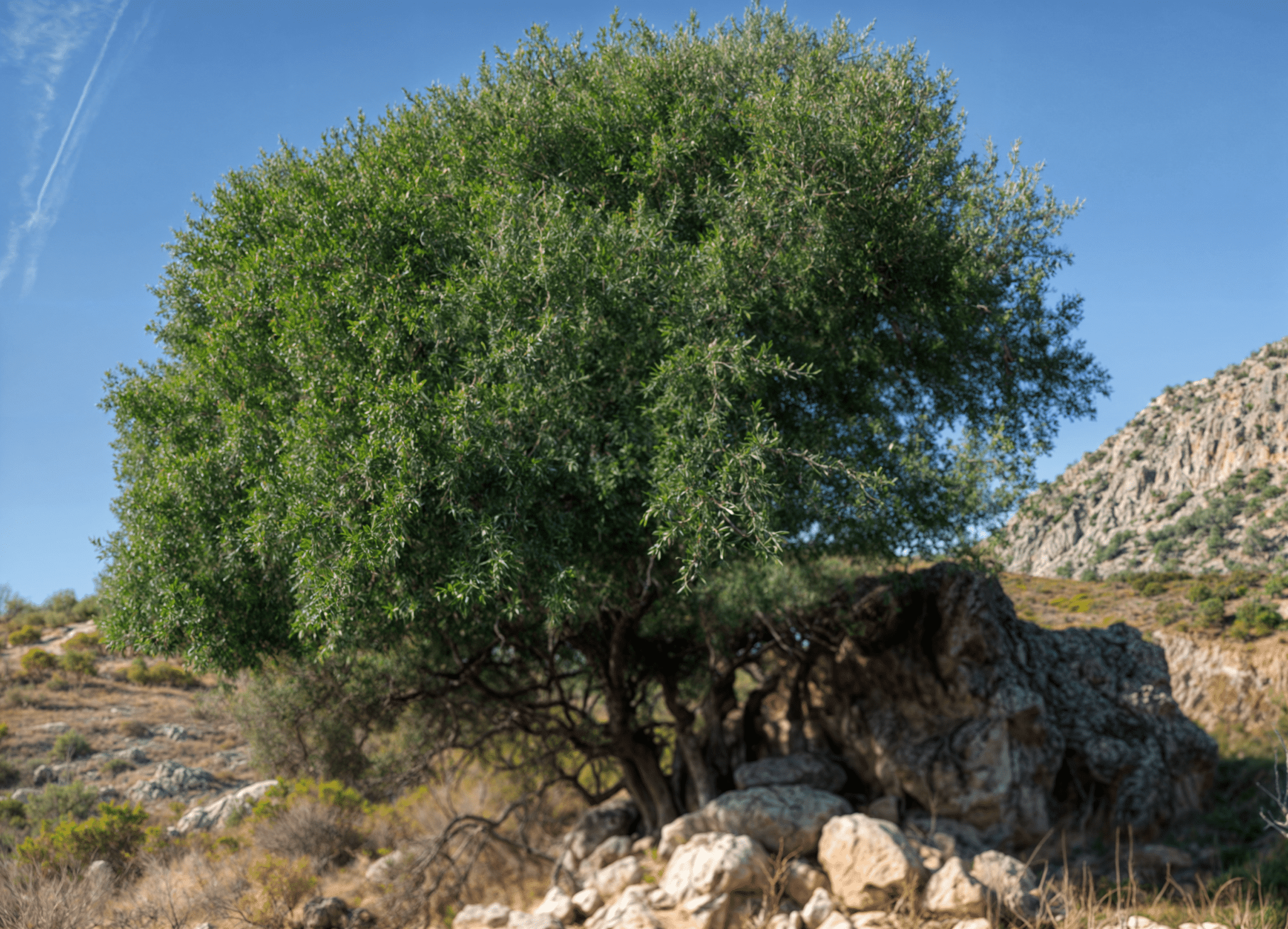 Olea Europaea. El Olivo de Toda la Vida